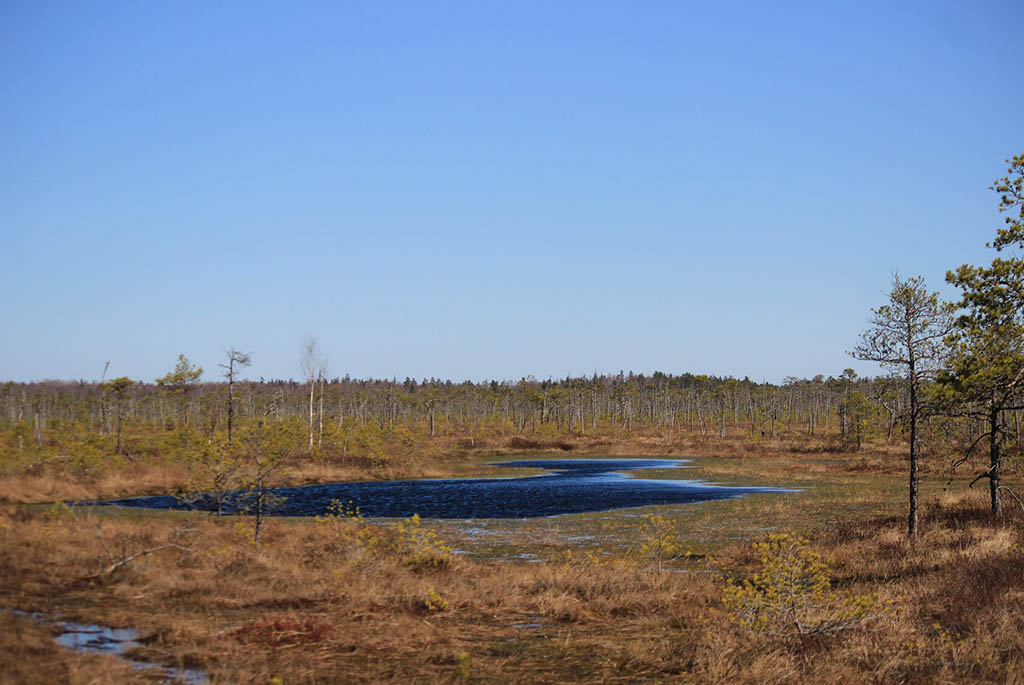 The Elnya Republican Reserve: Swamp Walks, Tundra Landscapes, and ...